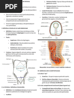 Anatomie des gouttières pariéto-coliques | PDF | Péritoine | Foie