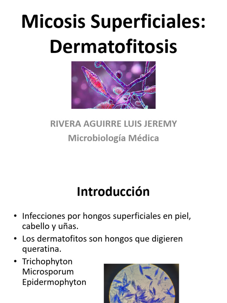 DERMATOFITOS | PDF | Hongo | Enfermedades animales