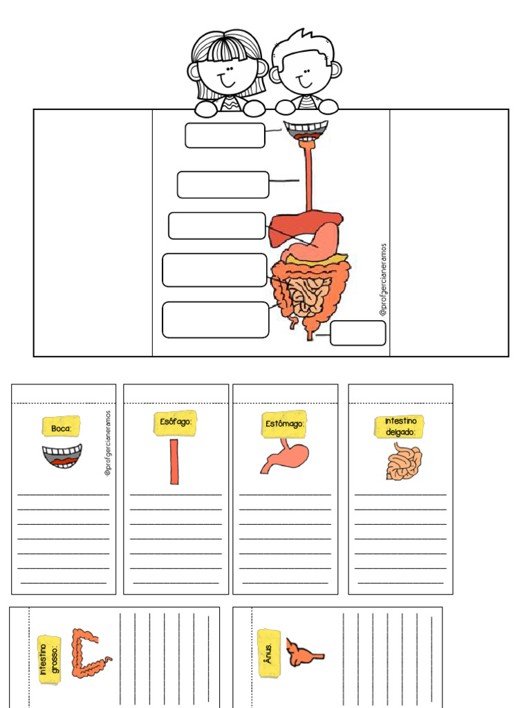 LAPBOOK Sistema Digestório Final - 260223 - 103200 | PDF