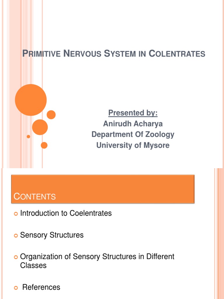Primitive Nervous System in Colentrates | PDF | Neuron | Action Potential