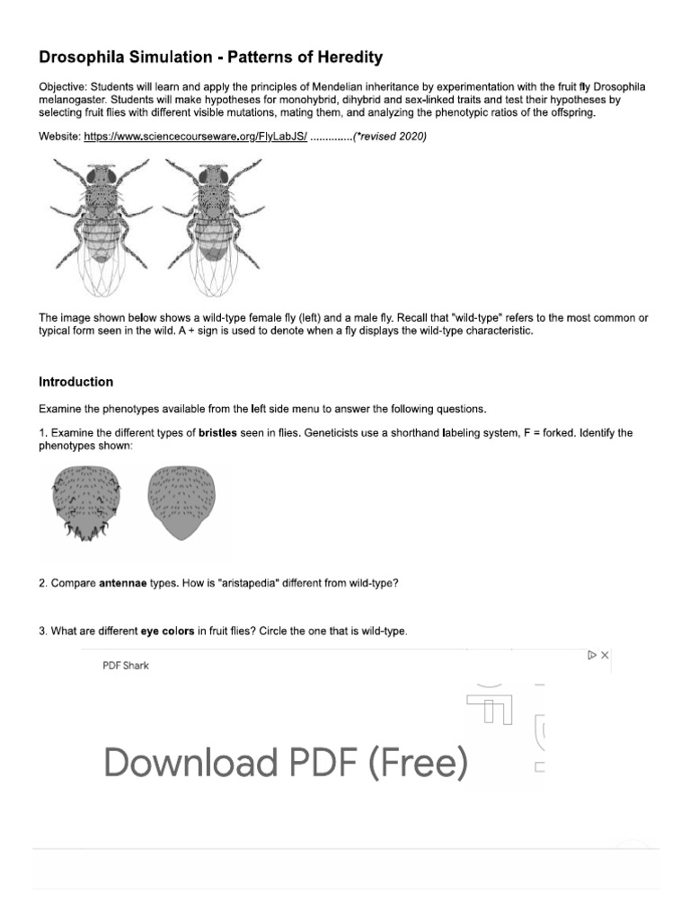 Fruit Fly Virtual Lab-2 | PDF
