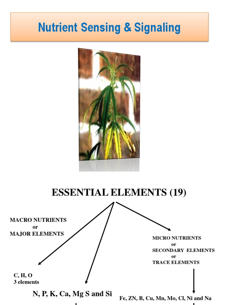 Nutrient Sensing & Signaling | PDF | Soil | Root