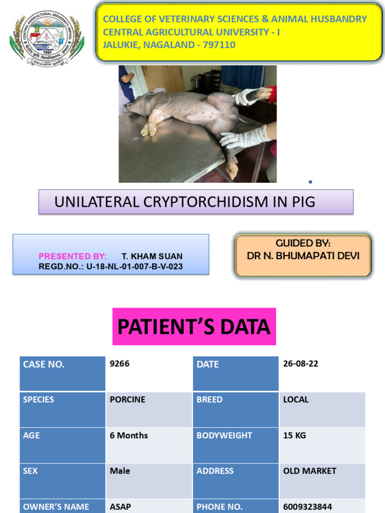 Cryptorchidism in Pig | PDF | Testicle | Clinical Medicine