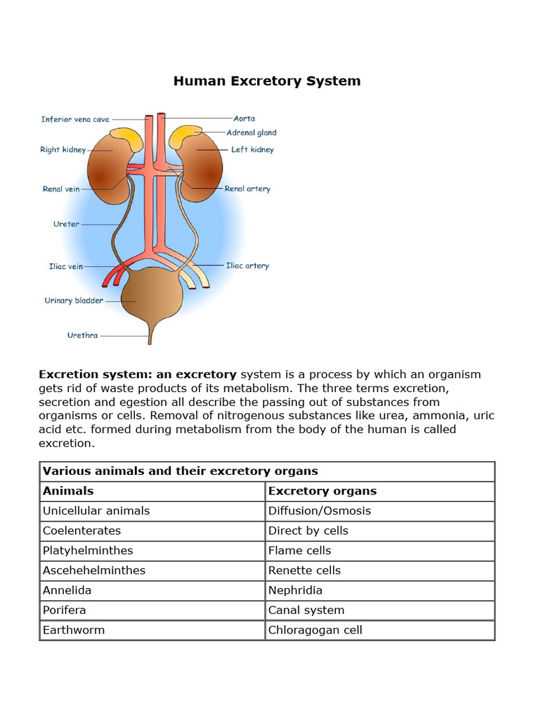 Human Excretory System | PDF | Kidney | Excretion