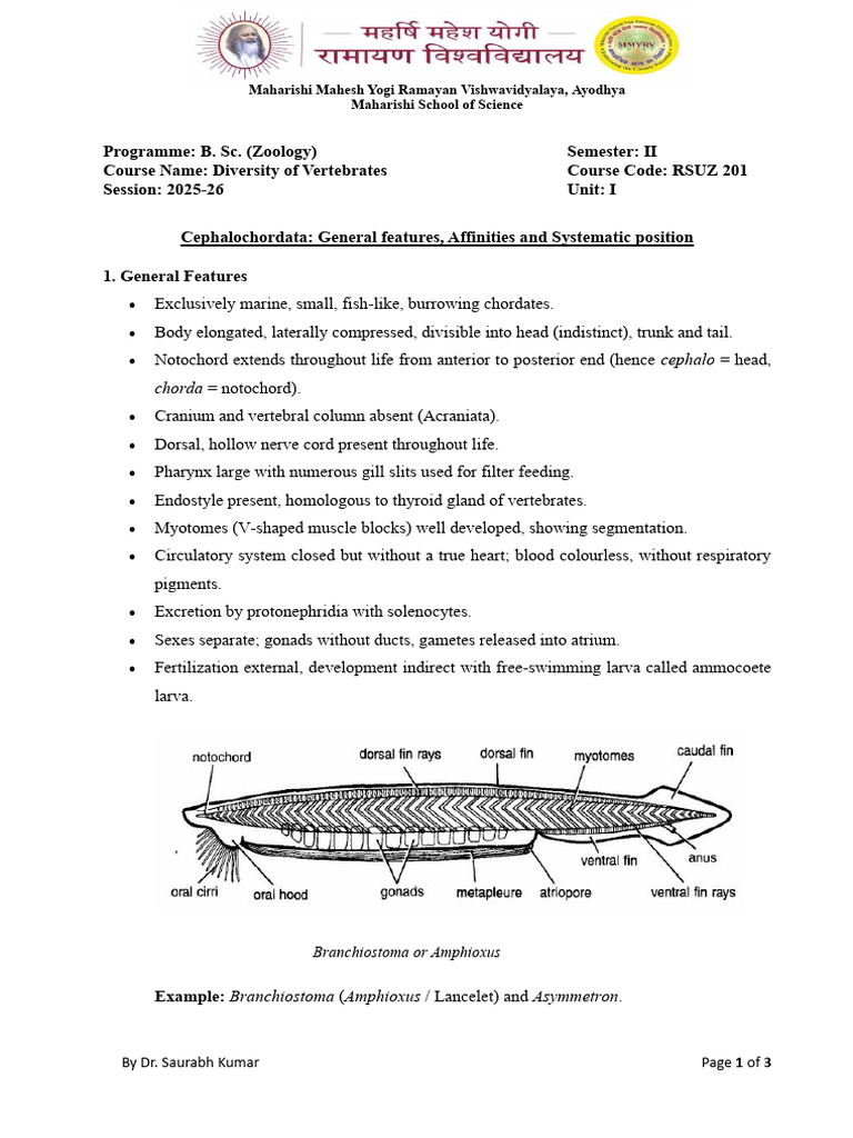 Cephalochordata General Features Affinity and Systematic Position | PDF