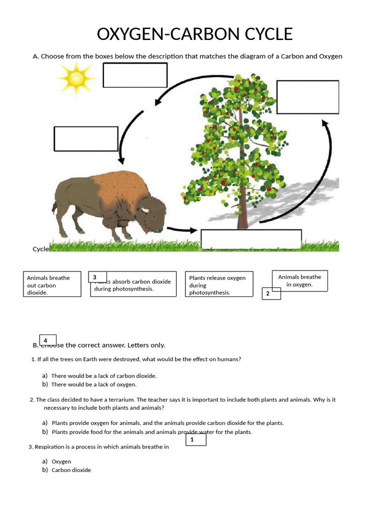 Worksheet Carbon and Oxygen Cycle | PDF