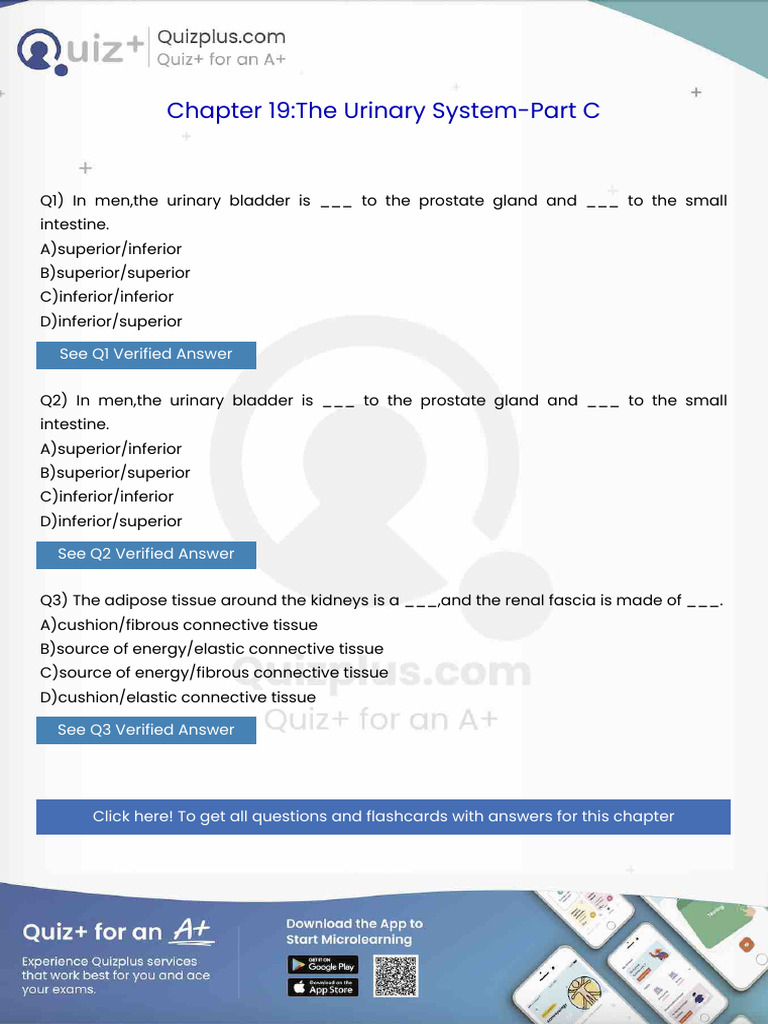 In Menthe Urinary Bladder Is To The Prostate Gland and To The Small ...