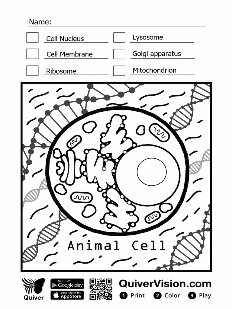 Edu Animal Cell | PDF
