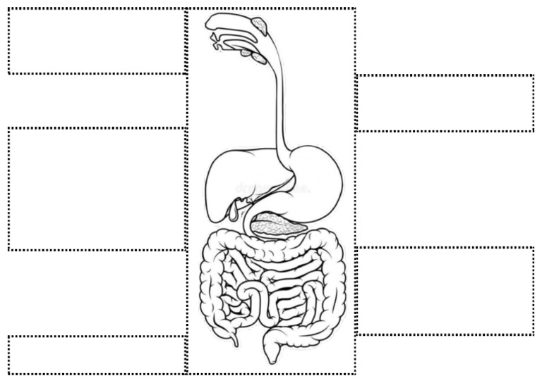 Flipbook Digestive System | PDF