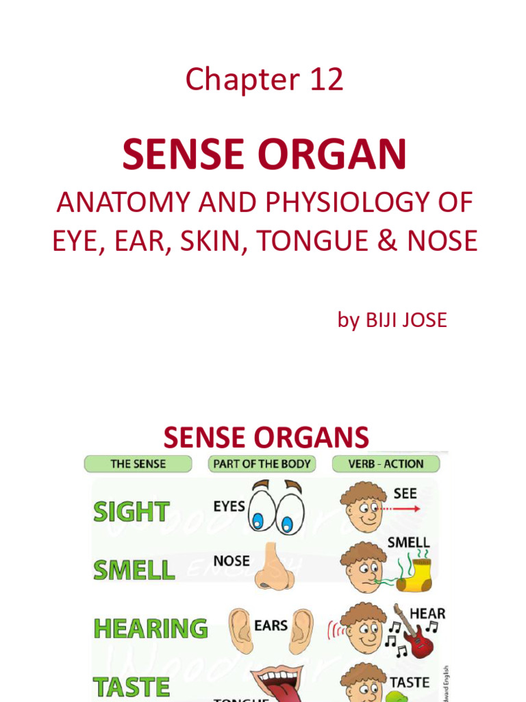 Unit IV - Sense Organs | PDF