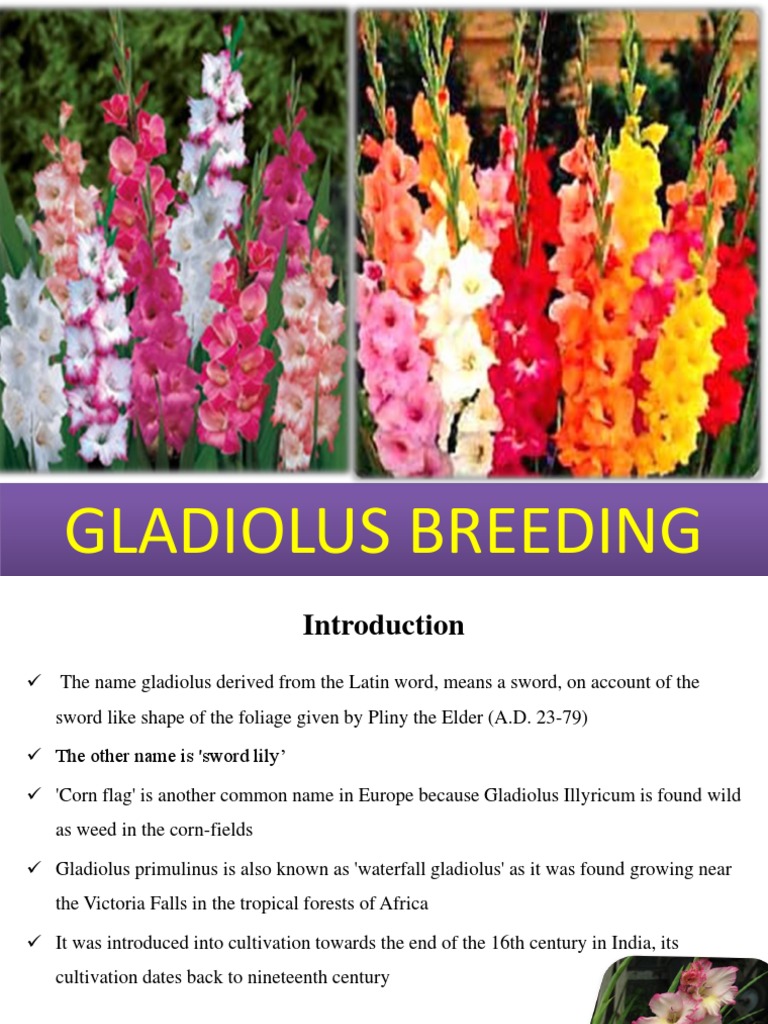 Gladiolus Breeding by Chandrashekar S Y | PDF | Plants | Horticulture ...