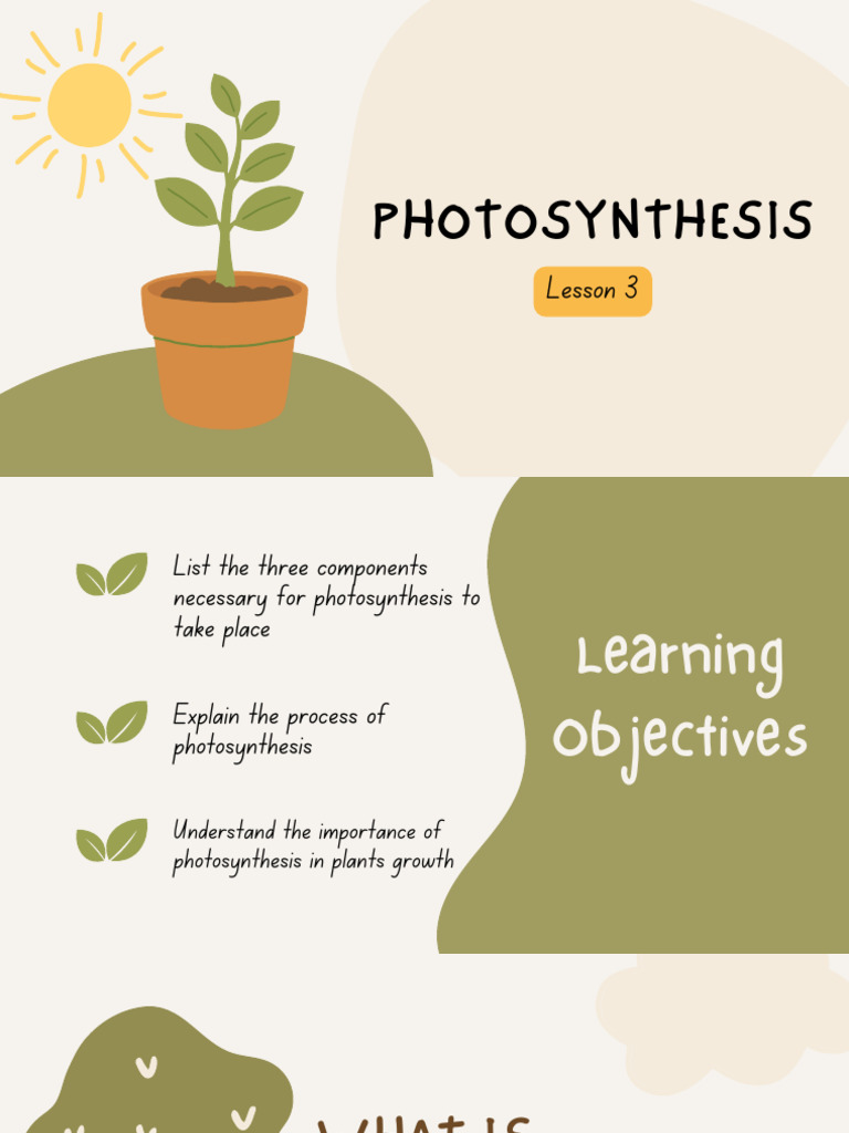 Photosynthesis Lesson 3 | PDF | Photosynthesis | Leaf