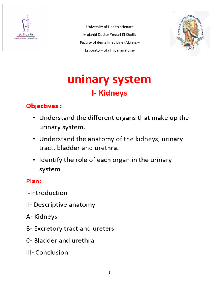 Kidneys 260217 182534 | PDF | Kidney | Urinary System