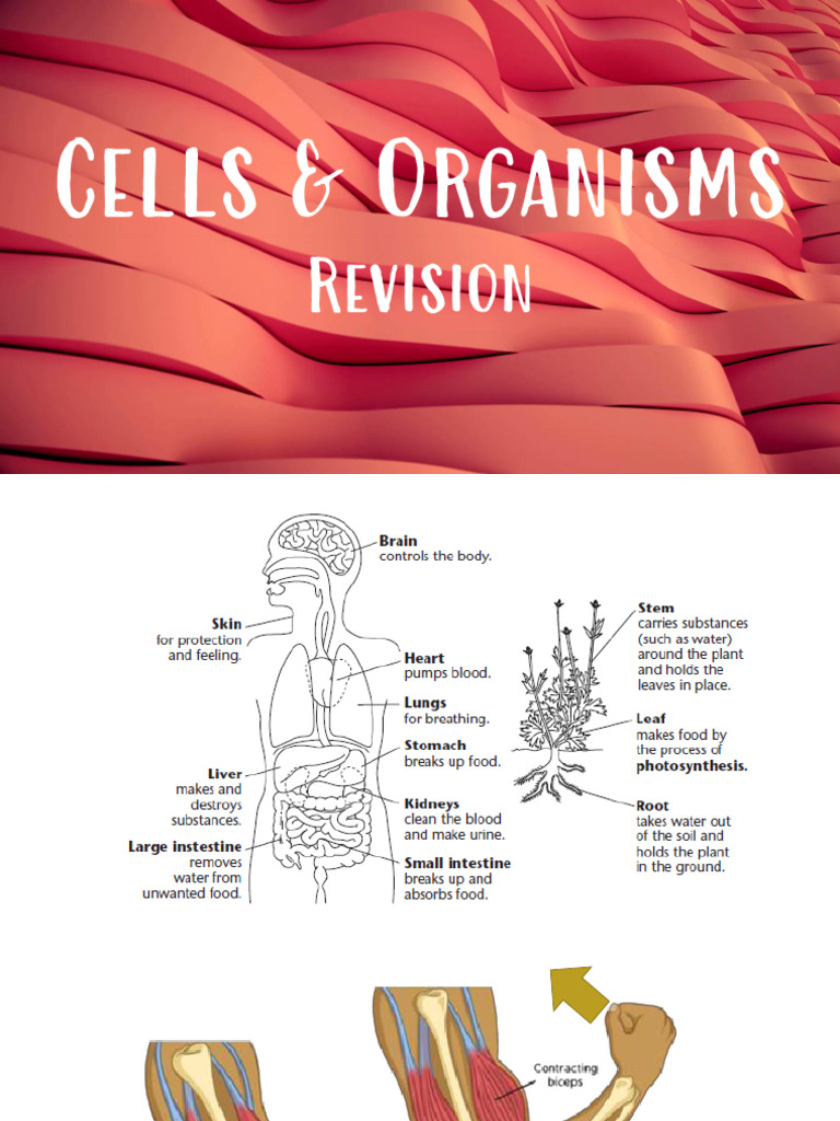 Cells and Organisms Revision Slides | PDF