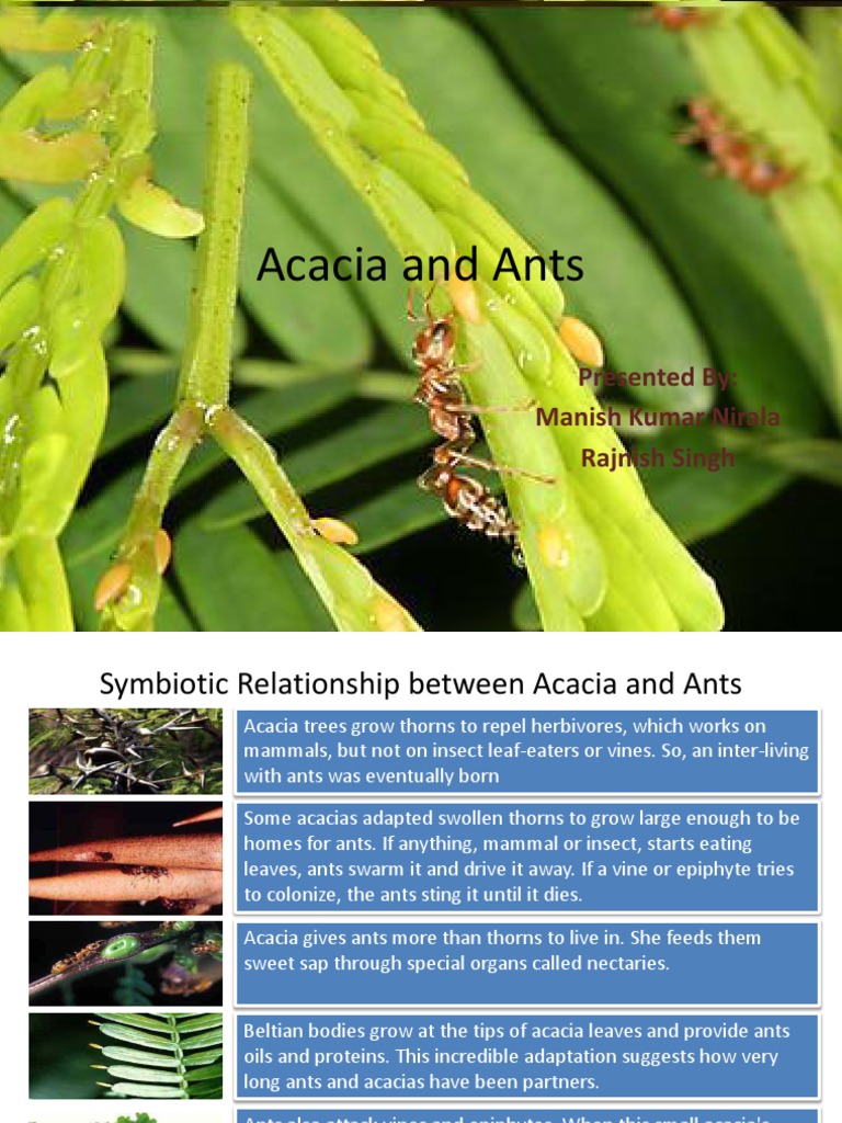 Acacia and Ants | PDF