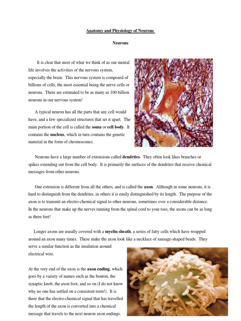 Anatomy and Physiology of Neurons | Download Free PDF | Neuron | Axon