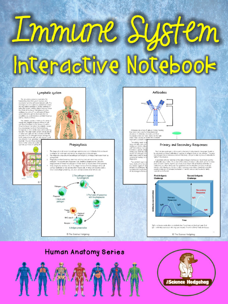 ImmuneLymphaticSystemNotes-3 | PDF