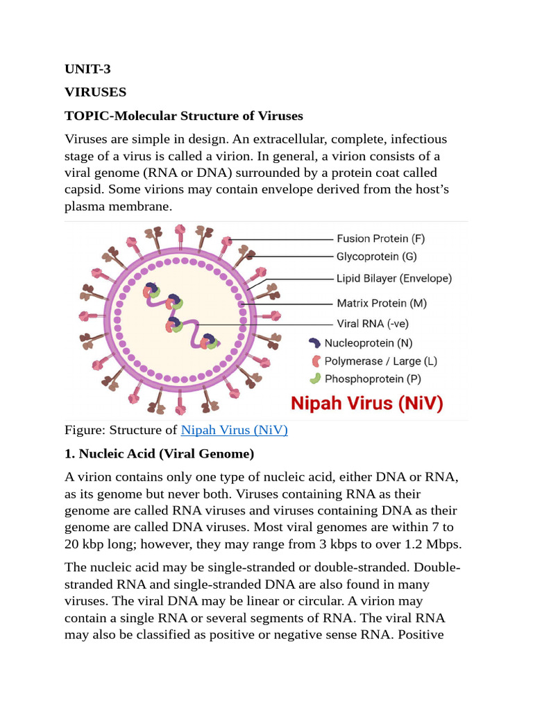 Unit 3 (Viruses) | PDF