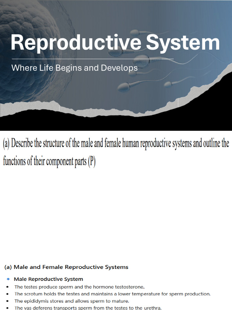Reproductive System Complete Notes | PDF | Ovary | Cell Biology