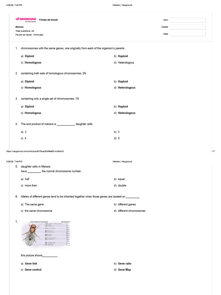 Meiosis - Worksheet | PDF | Meiosis | Ploidy