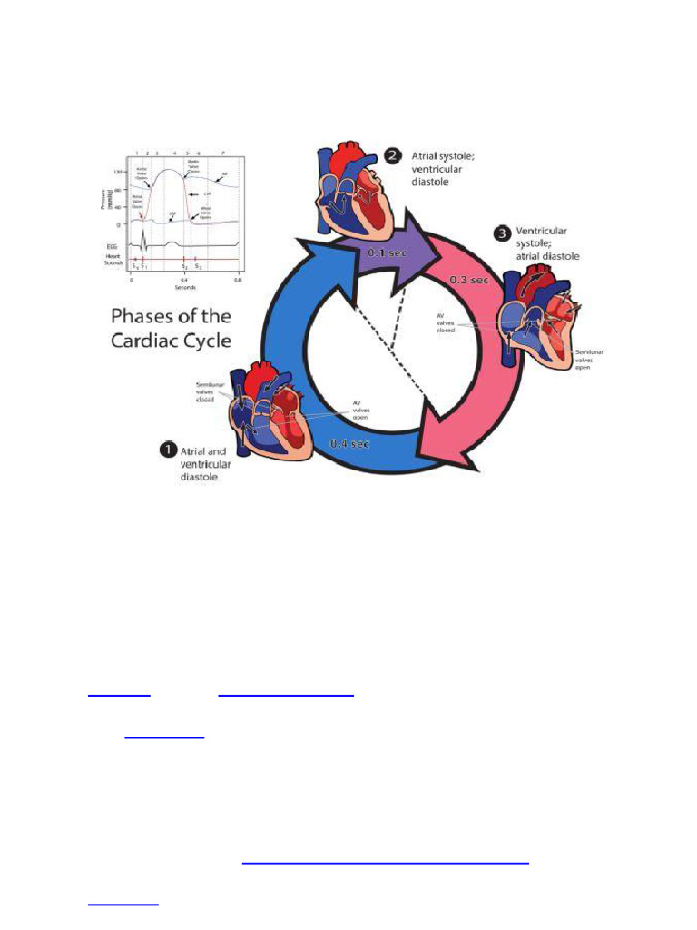 Cardiac Cycle | PDF