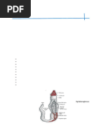 Urochordata Classification Overview | PDF | Chordates