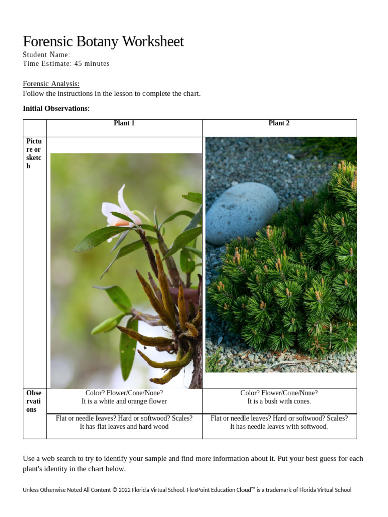 02 05 Forensic Botany Worksheet | PDF | Pine | Plants