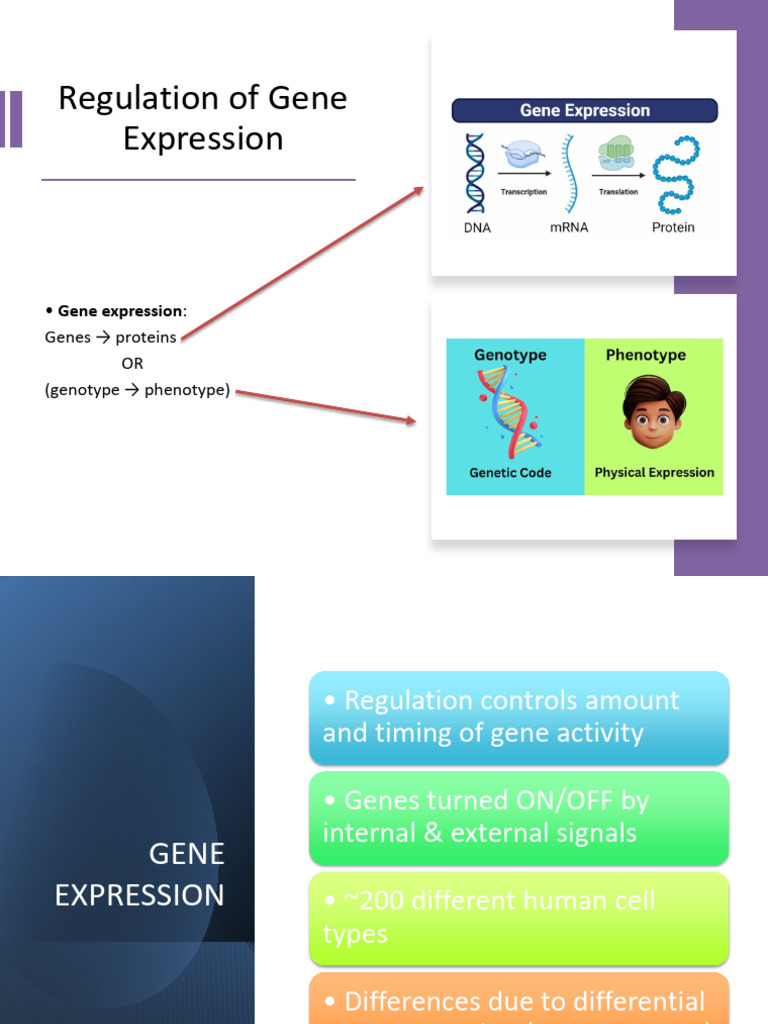Gene Expression Slides | PDF