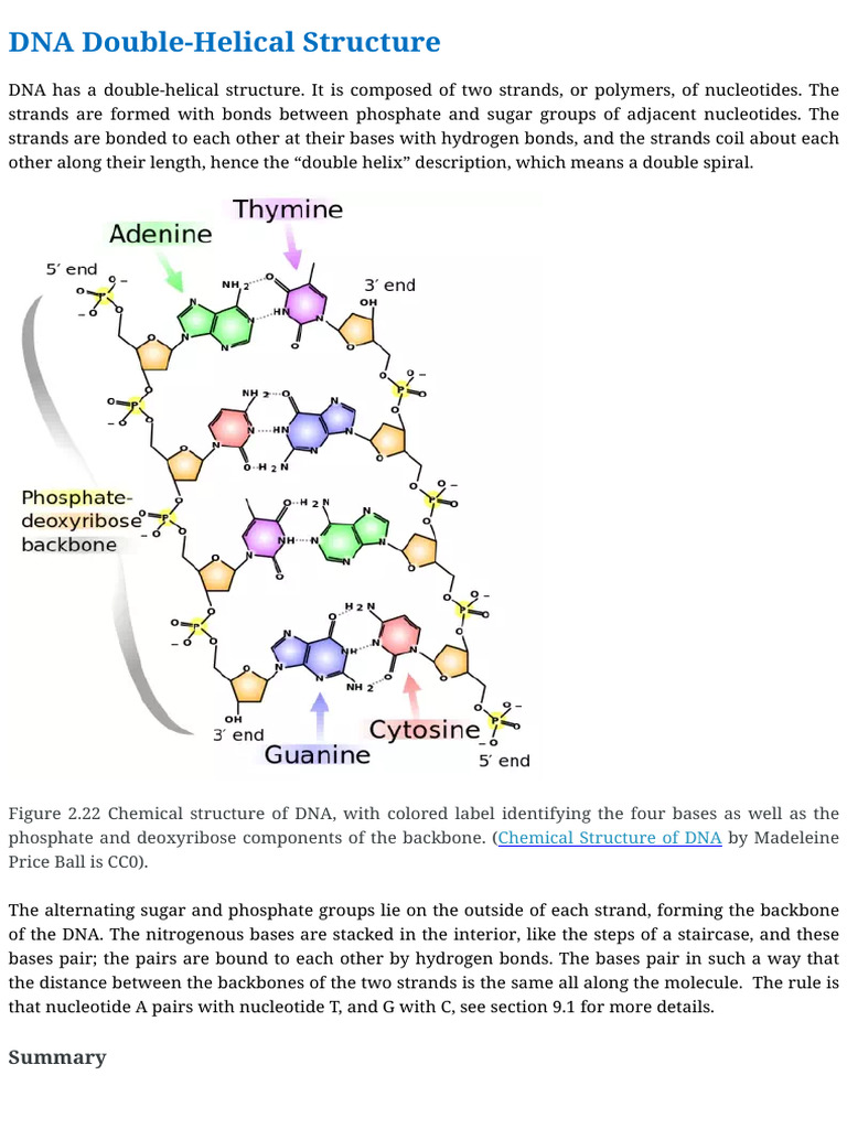 10).DNA Double Helix Structure | PDF | Lipid | Dna