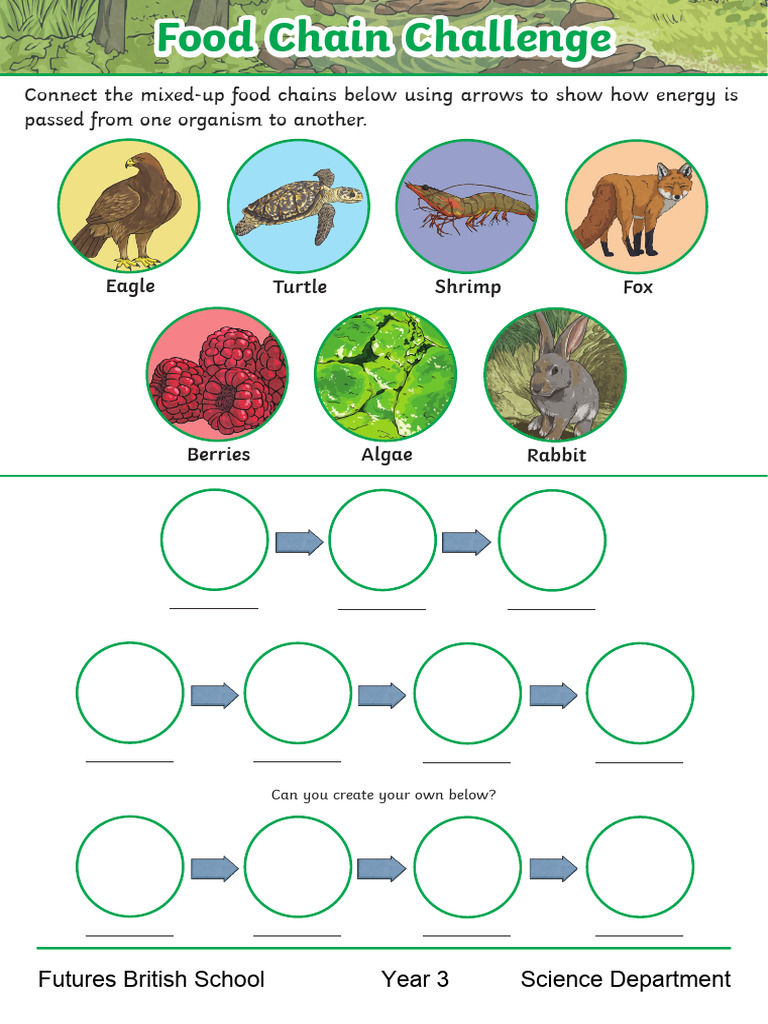 Food Chain Extra Worksheet | PDF