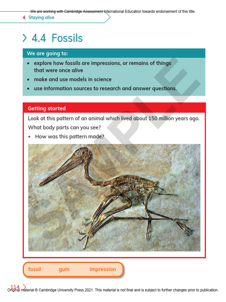 Fossils Lesson | PDF | Fossil | Plaster