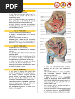 Ligaments of the Urinary Bladder | PDF