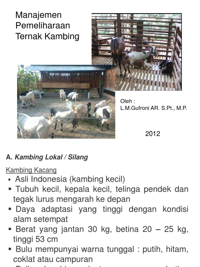Manajemen Pemeliharaan Ternak Kambing | PDF