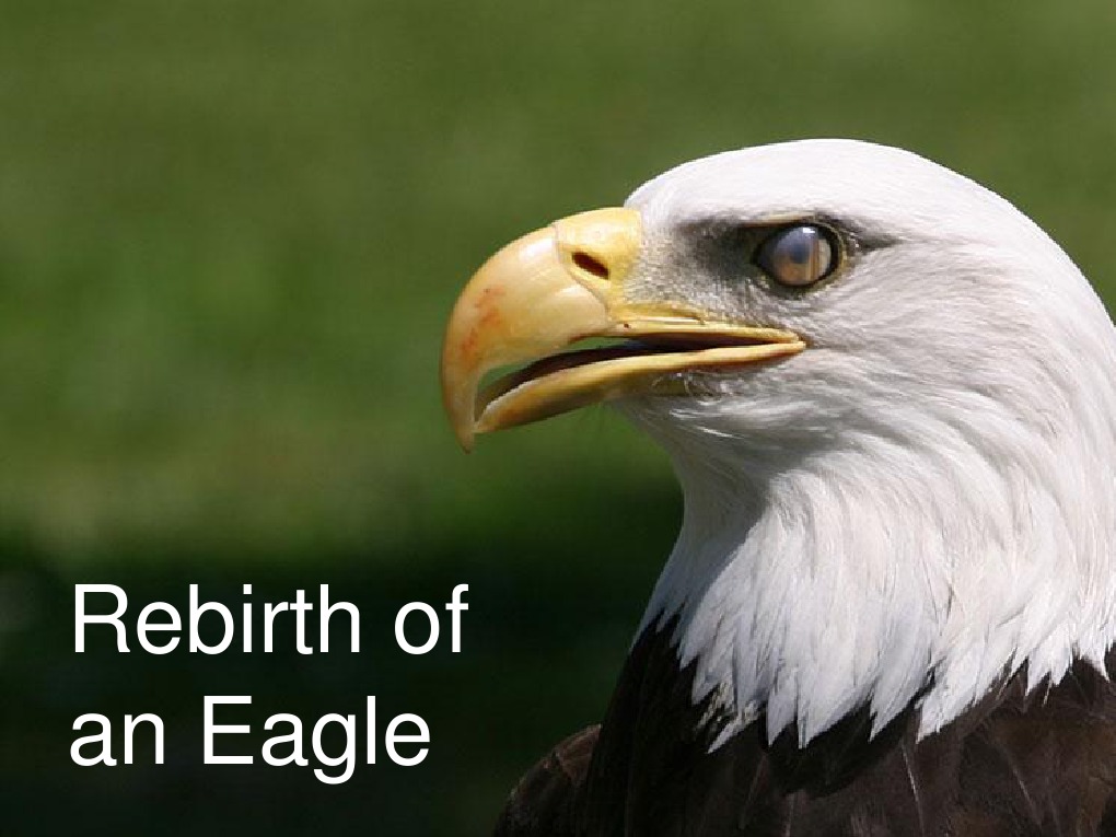 Rebirth of the Eagle: Embracing Change | PDF