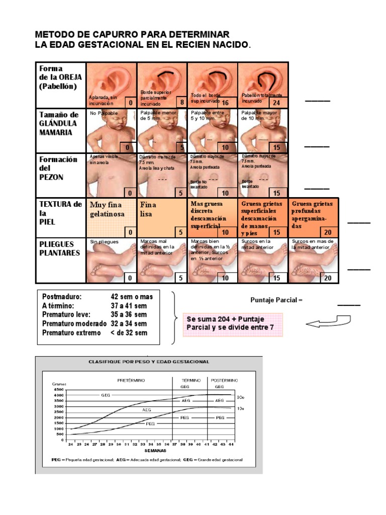 Método Capurro para Edad Gestacional | PDF | Cocina, comidas y vino