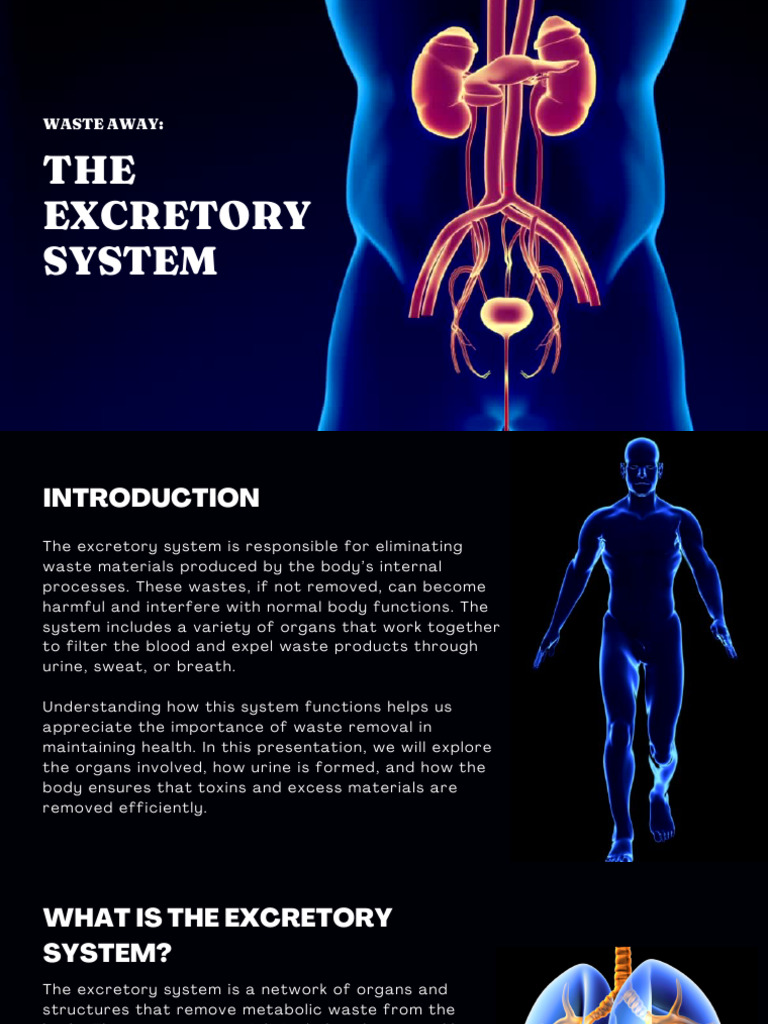The Excretory Systems Education Presentation Blue Black Animated Style ...