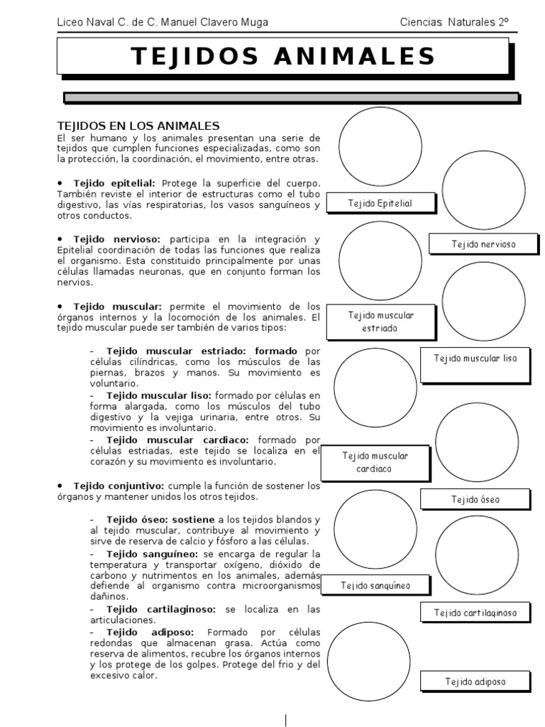 Tejidos Animales Tejidos Animales