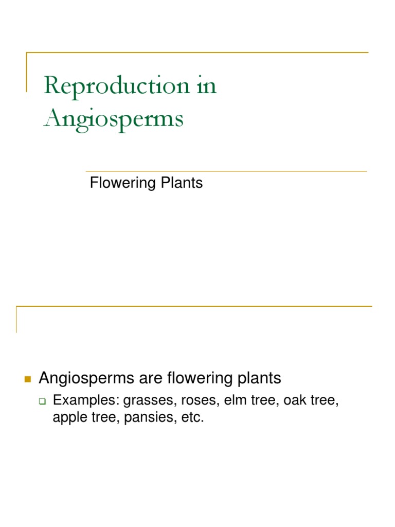 Reproduction in Angiosperms | PDF | Flowers | Pollination