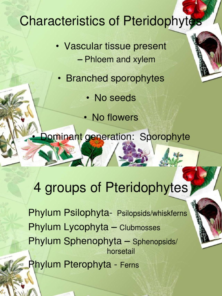 Phylum Sphenophyta