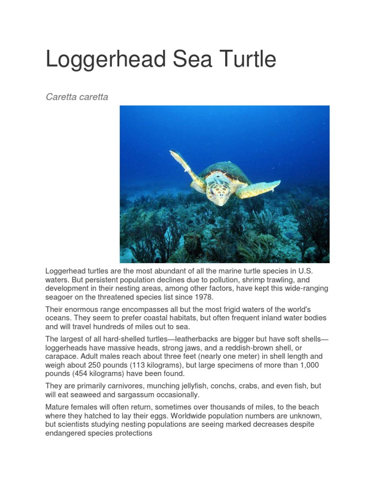 Loggerhead | PDF | Sea Turtle | Endangered Species
