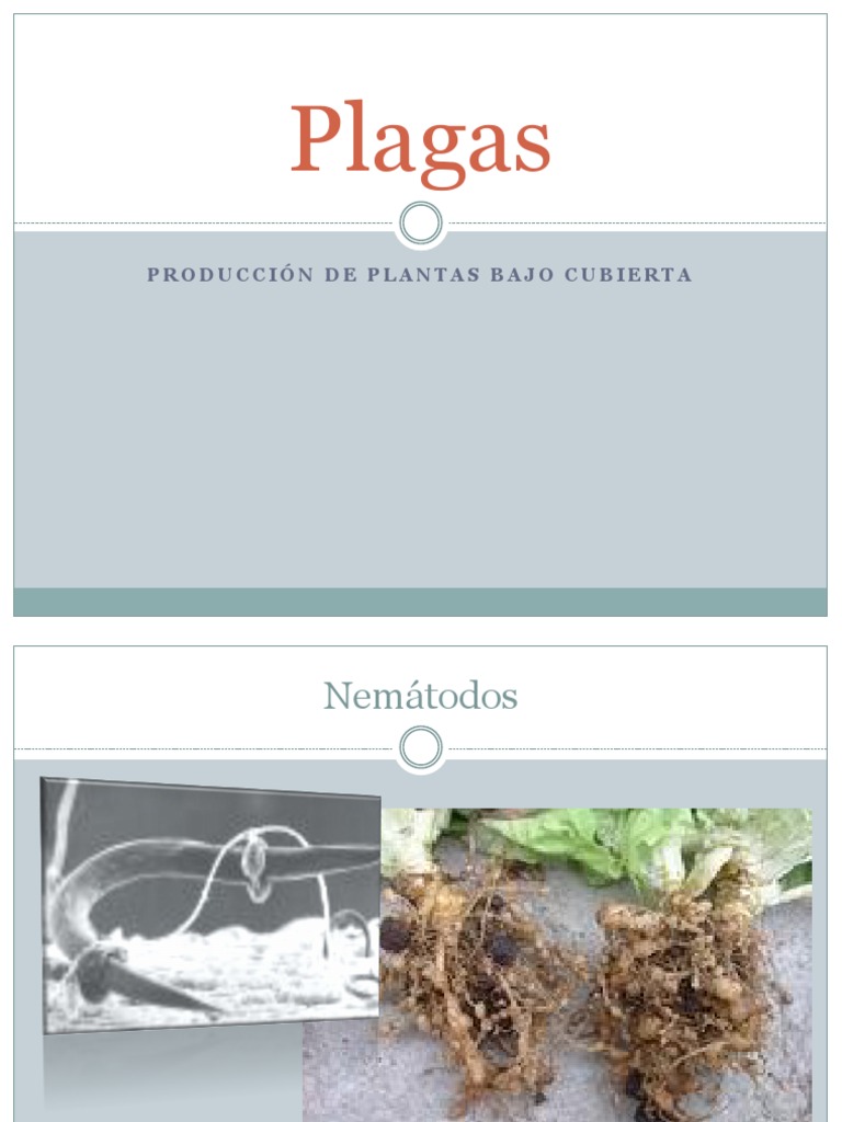 Insecto S | PDF | Hogar, jardinería y bricolaje | Arte