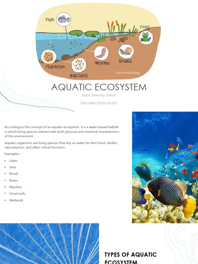 Aquatic Ecosystem | PDF