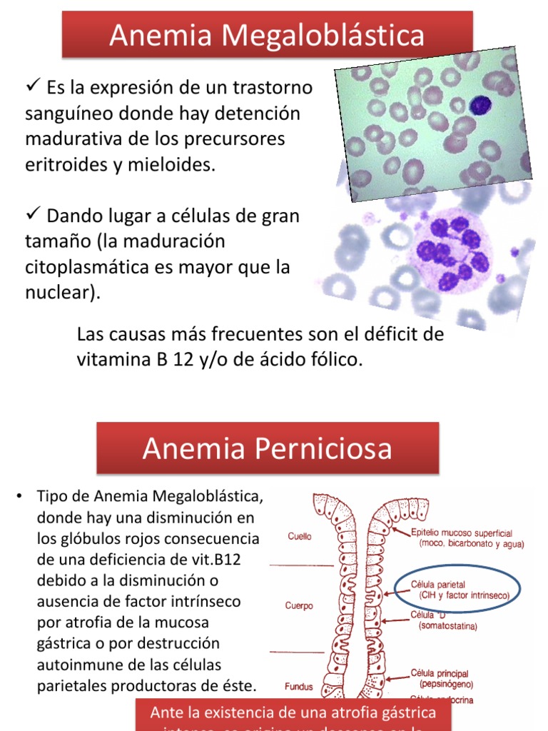 Prueba de Schilling | PDF | Vitamina B12 | Anemia