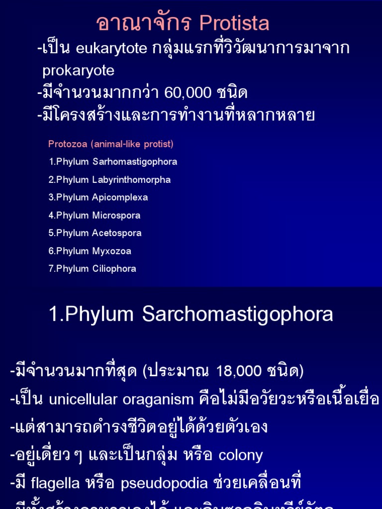 Phylum Labyrinthomorpha