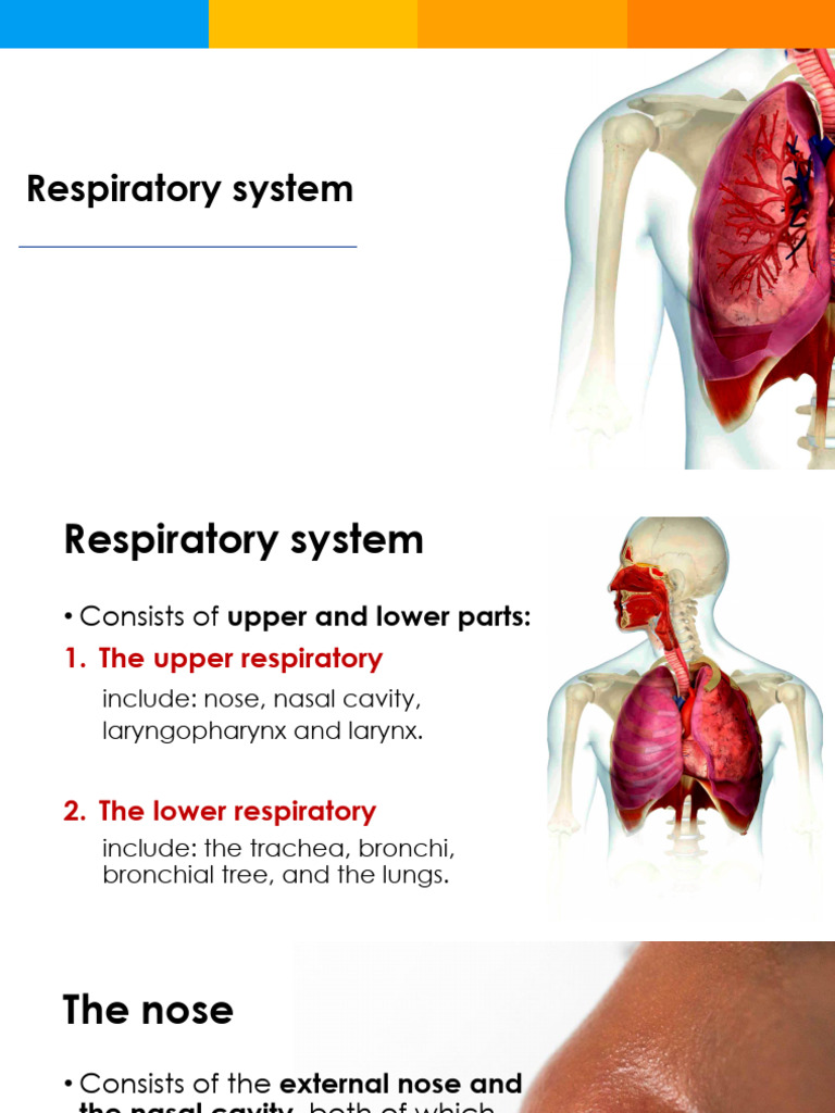6.-Respiratory-system | PDF | Human Nose | Lung