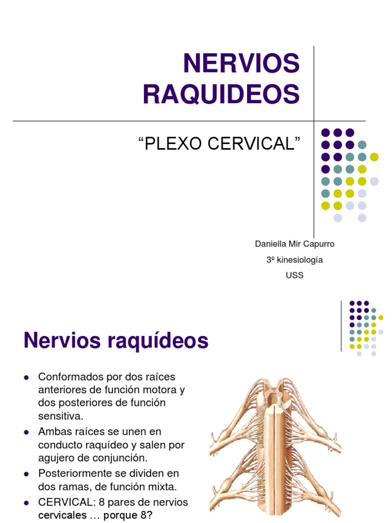 Nervios Raquideos | Anatomía humana | Sistema musculoesquelético