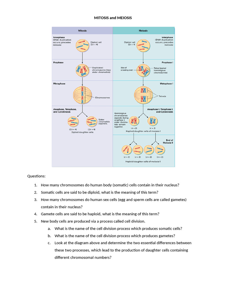Mitosis and Meiosis Questions | PDF | Mitosis | Meiosis