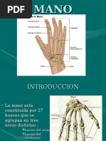 Anatomía de las Falanges de la Mano | PDF | Mano | Articulación