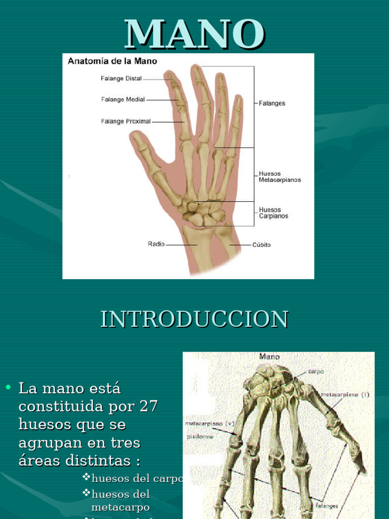 Anatomía y Estructura de la Mano | PDF | Mano | Sistema musculoesquelético