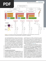 Funciones y Estructura de Gangliosidos | PDF | Membrana celular ...